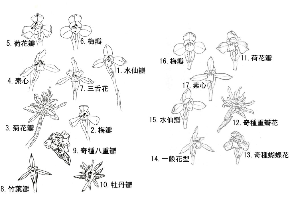 Cymbidium Terms - Ten Shin Gardens Co., Ltd.